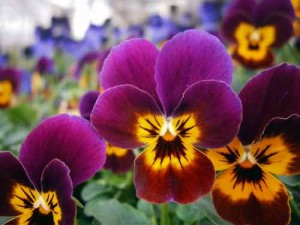 rubyviolasop | Garden Center Nursery San Antonio