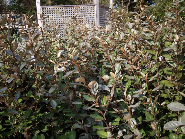 October Plant of the Month- Elaeagnus | Garden Center Nursery San Antonio