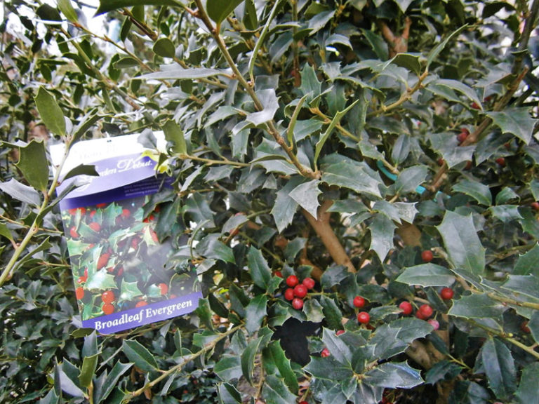 Christmas Jewel Holly-December Plant of the Month | Garden Center ...