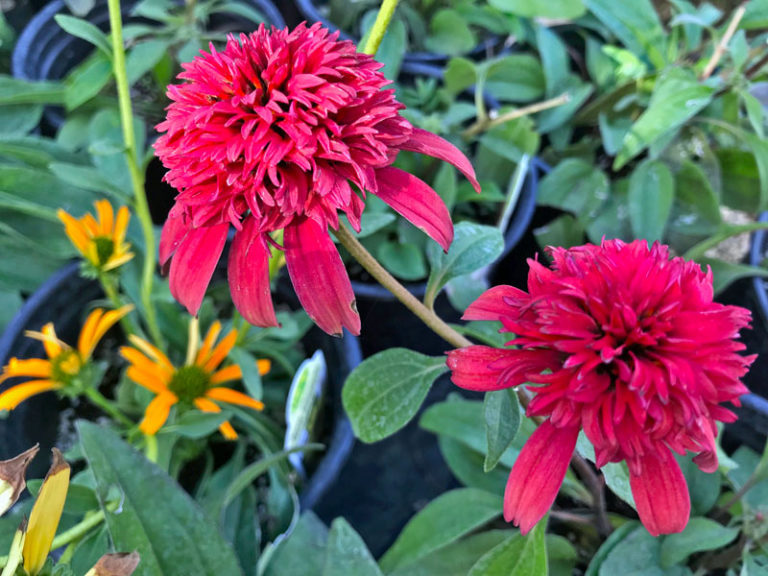 Coneflower (Echinacea) | Garden Center Nursery San Antonio